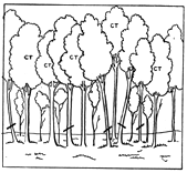 Keep a Constant Supply of Firewood With Woodlot Management – Mother ...